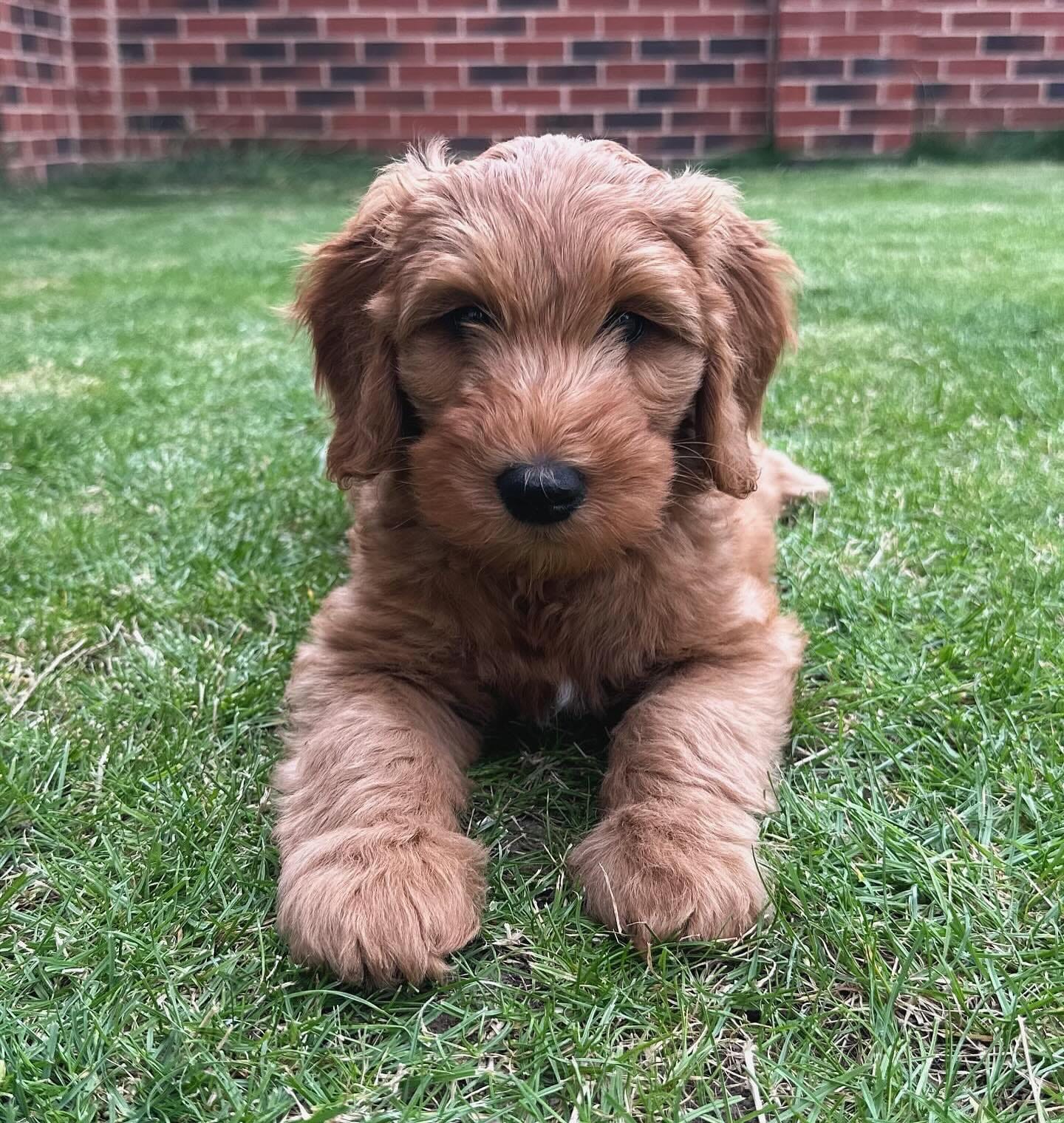 Paw Mart Kennel – Puppies for sale online