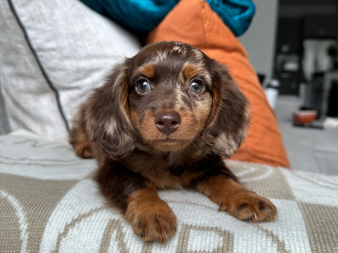 Dachshund Puppies – Paw Mart Kennel